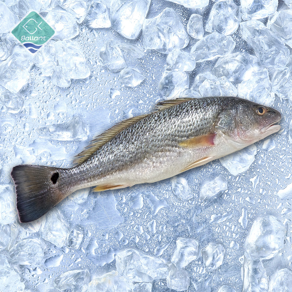 Black Drum Fish Fillet